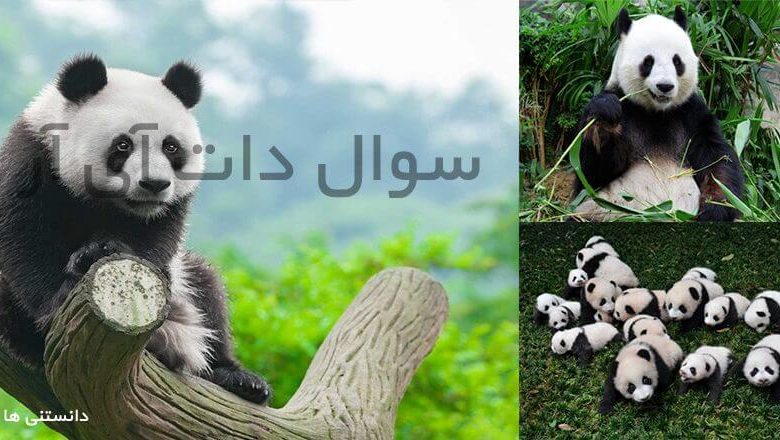 فایل SWF یا فلش چیست | سوال دات ای ار